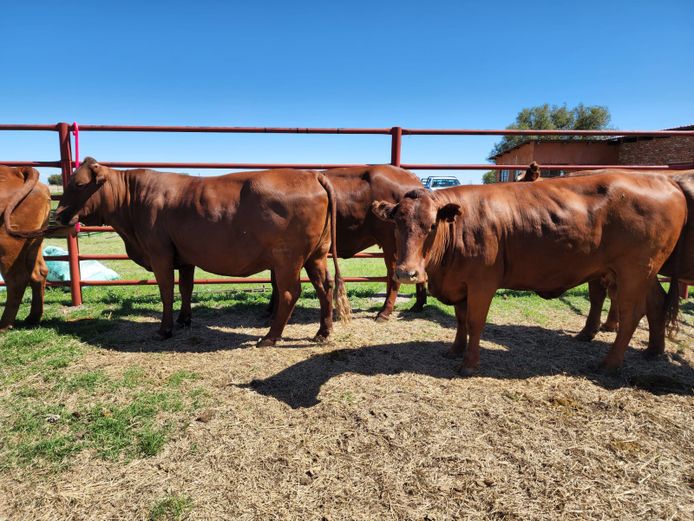 Mastering Livestock Auctions: Your Ultimate to Bidding on Cattle and ...