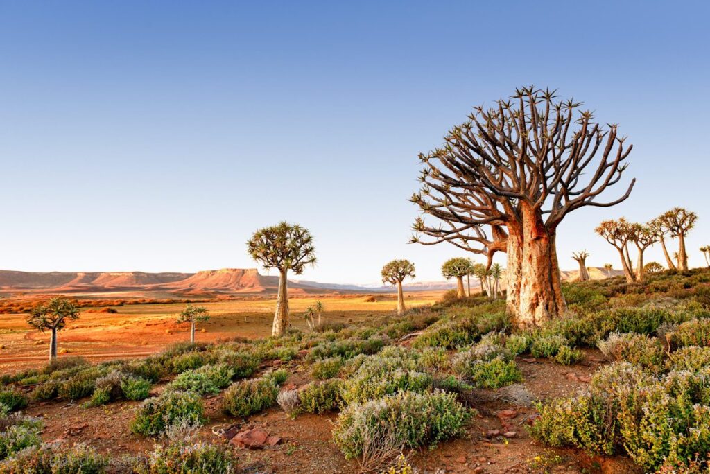 Top 10 Must-Visit Destinations in Northern Cape to Xplore Nature ...