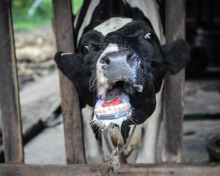Keeping Bugs Away from Your Bovine: 10 Common Livestock Diseases ...